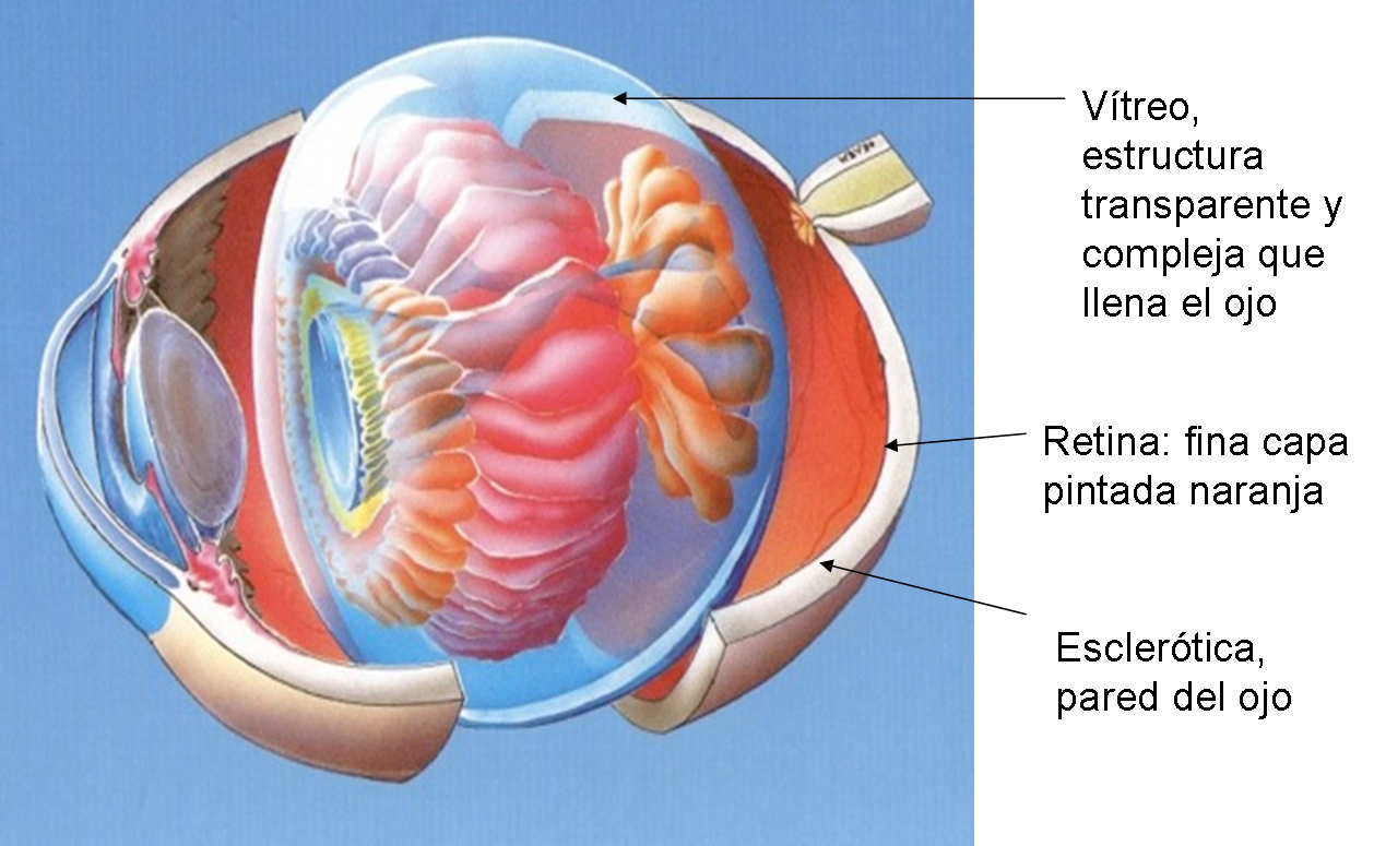 vitreo con rotulos - Instituto de la Retina Valencia